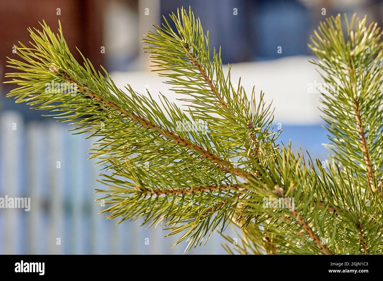 spruce branch close-up Stock Photo - Alamy