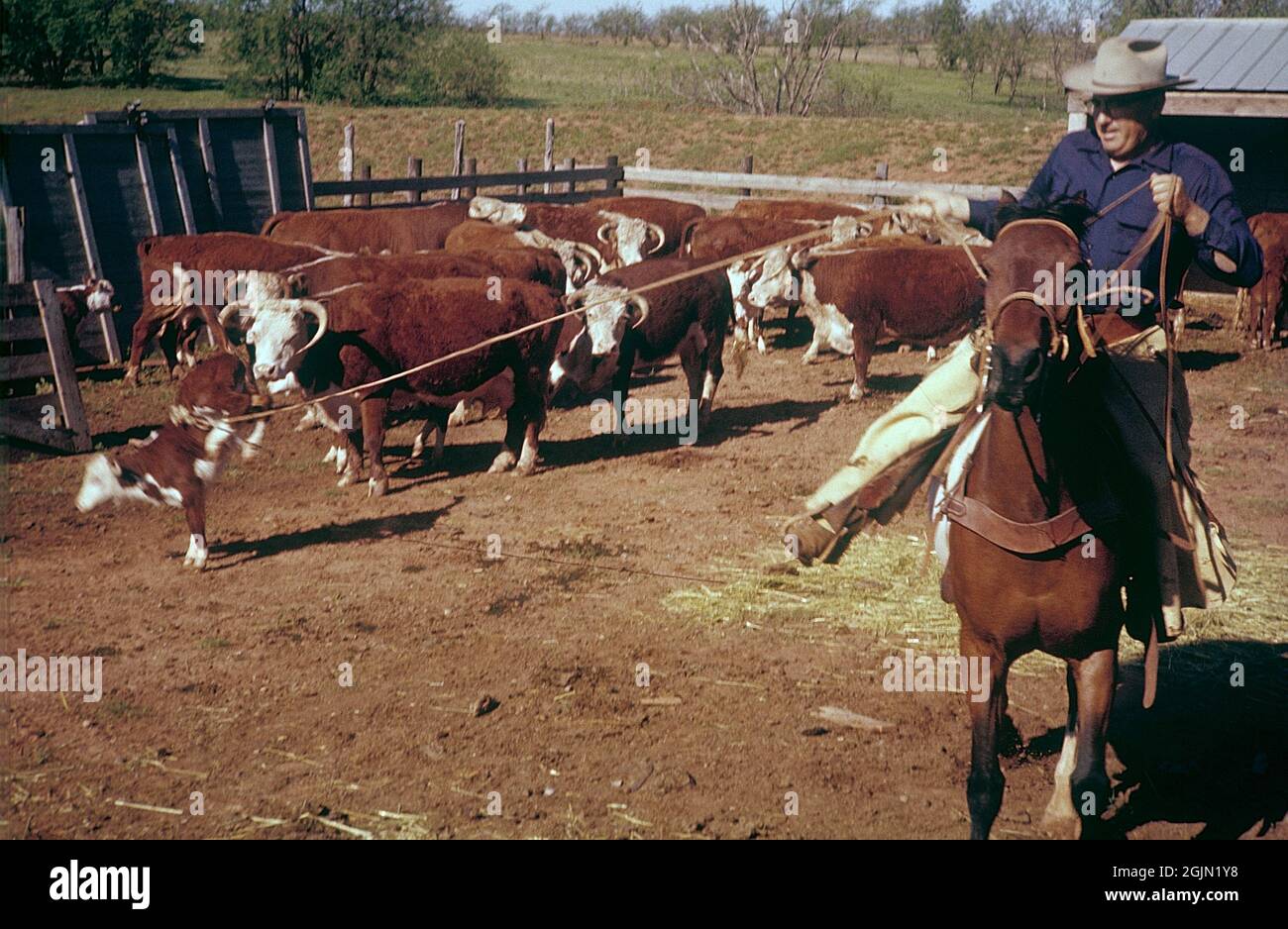 USA Oklahoma. A cowboy with cattle on a ranch 1959. Kodachrome slide ...
