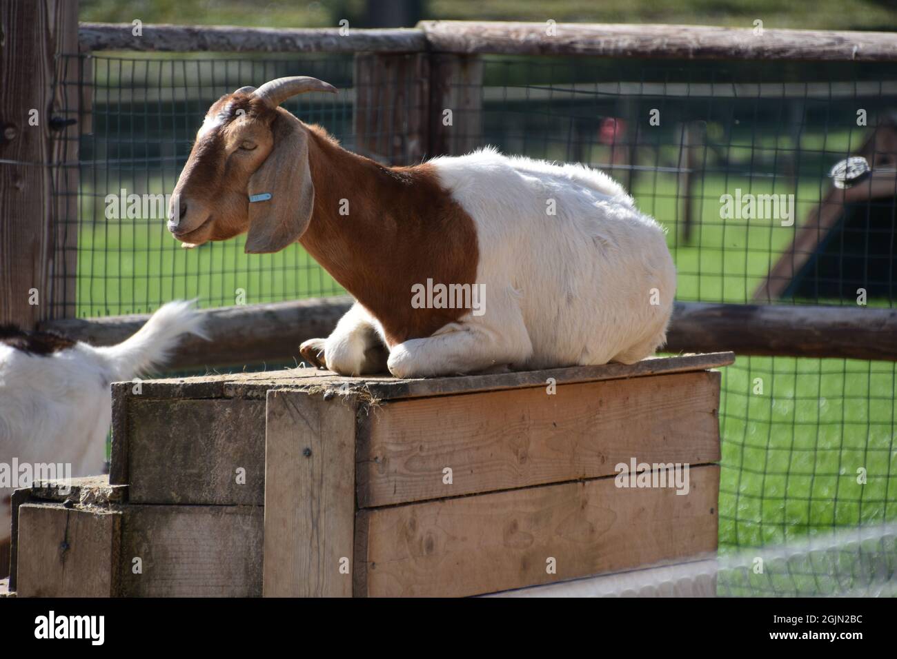 Meet the goats hi-res stock photography and images - Alamy