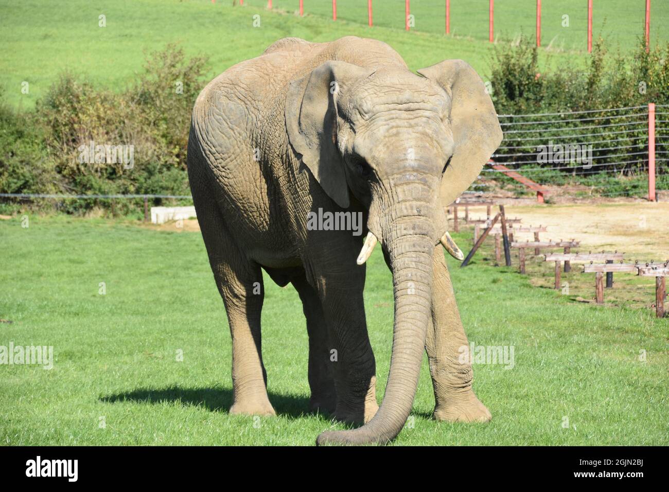 An African elephant walking around a zoo farm in the UK Stock Photo - Alamy