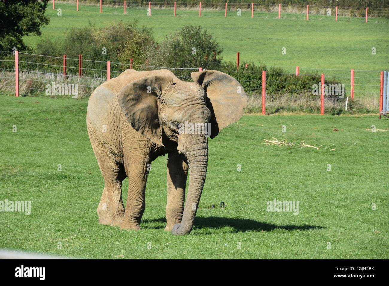 An African elephant walking around a zoo farm in the UK Stock Photo - Alamy