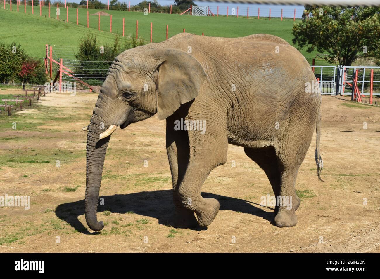 An African elephant walking around a zoo farm in the UK Stock Photo - Alamy