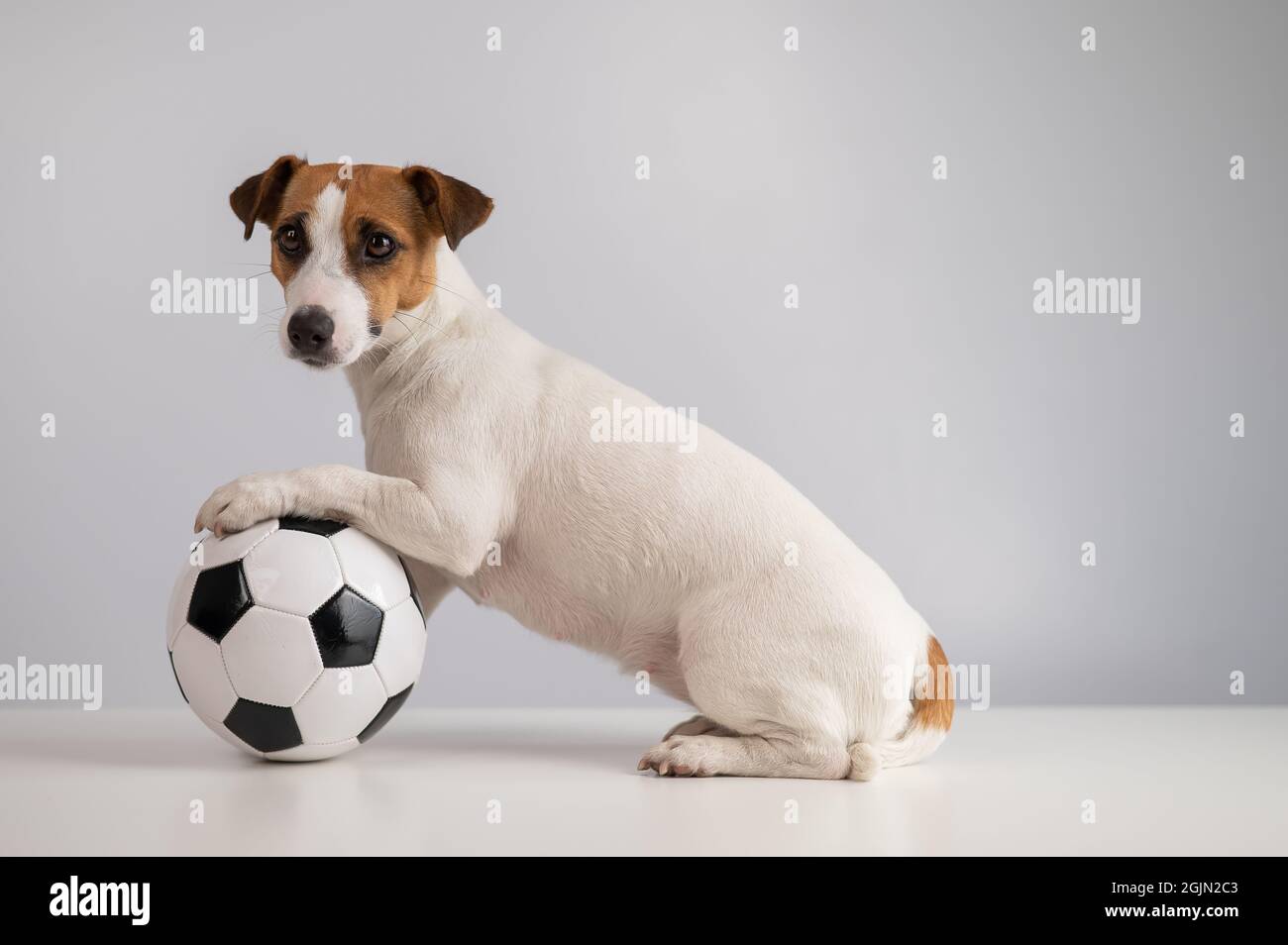 Jack russell terrier dog with soccer ball on white background Stock ...