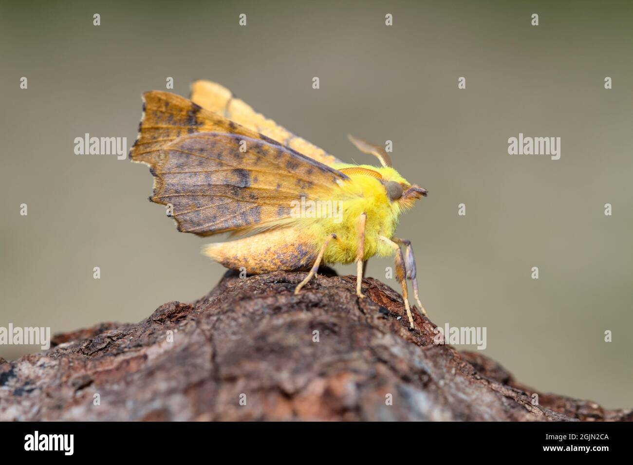 Canary-Shouldered Thorn Moth, Ennomos alniaria, Resting On A Log With ...