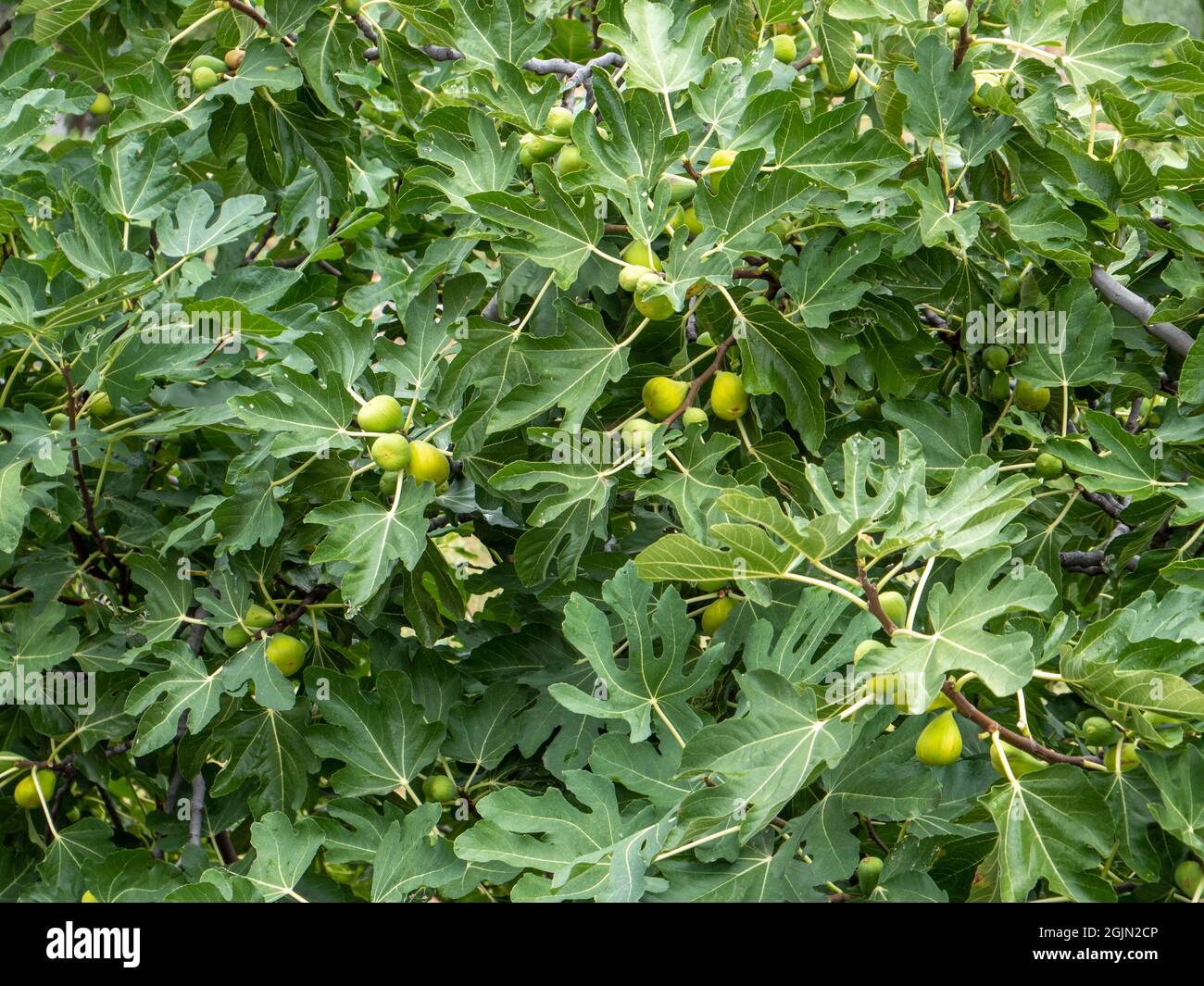 Fig in foreground hi-res stock photography and images - Alamy
