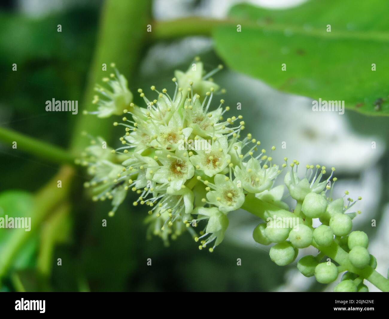 Terminalia catappa flower or Indian almond flower blossom in spring ...