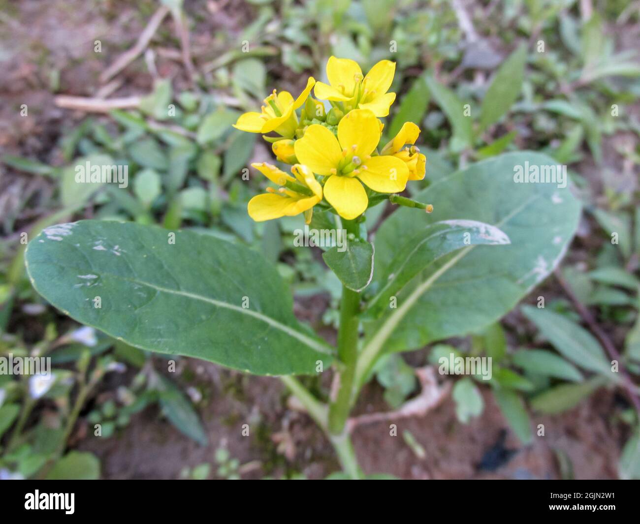 Beauty mustard flowers hi-res stock photography and images - Alamy