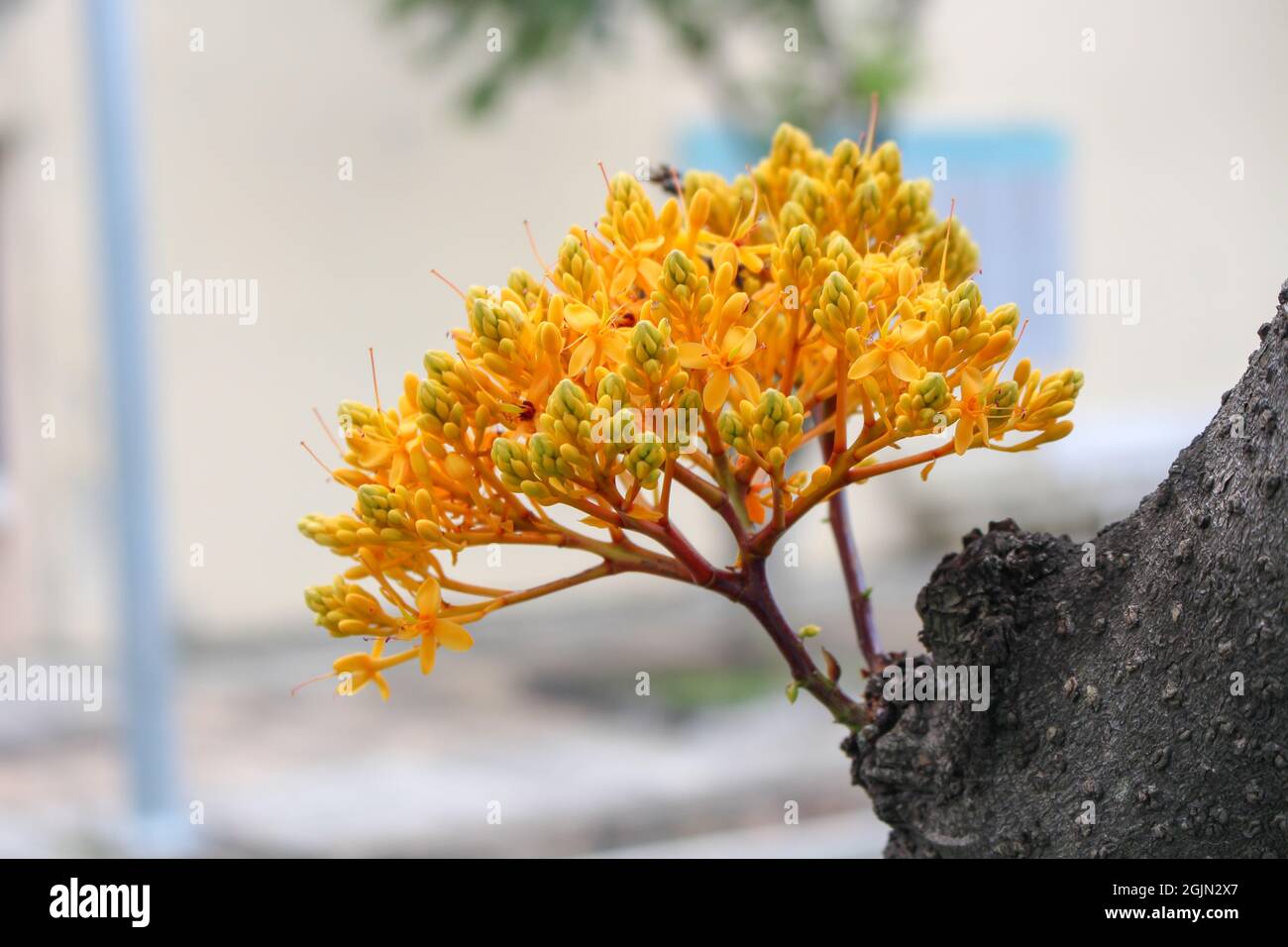 closeup of a Saraca dive is a tree species in the genus Saraca ...
