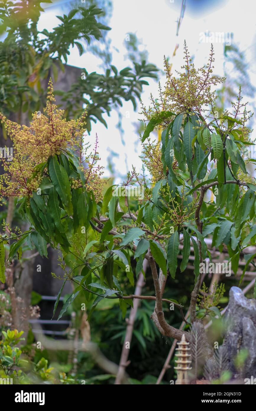 The mango tree is blooming in the garden Stock Photo - Alamy