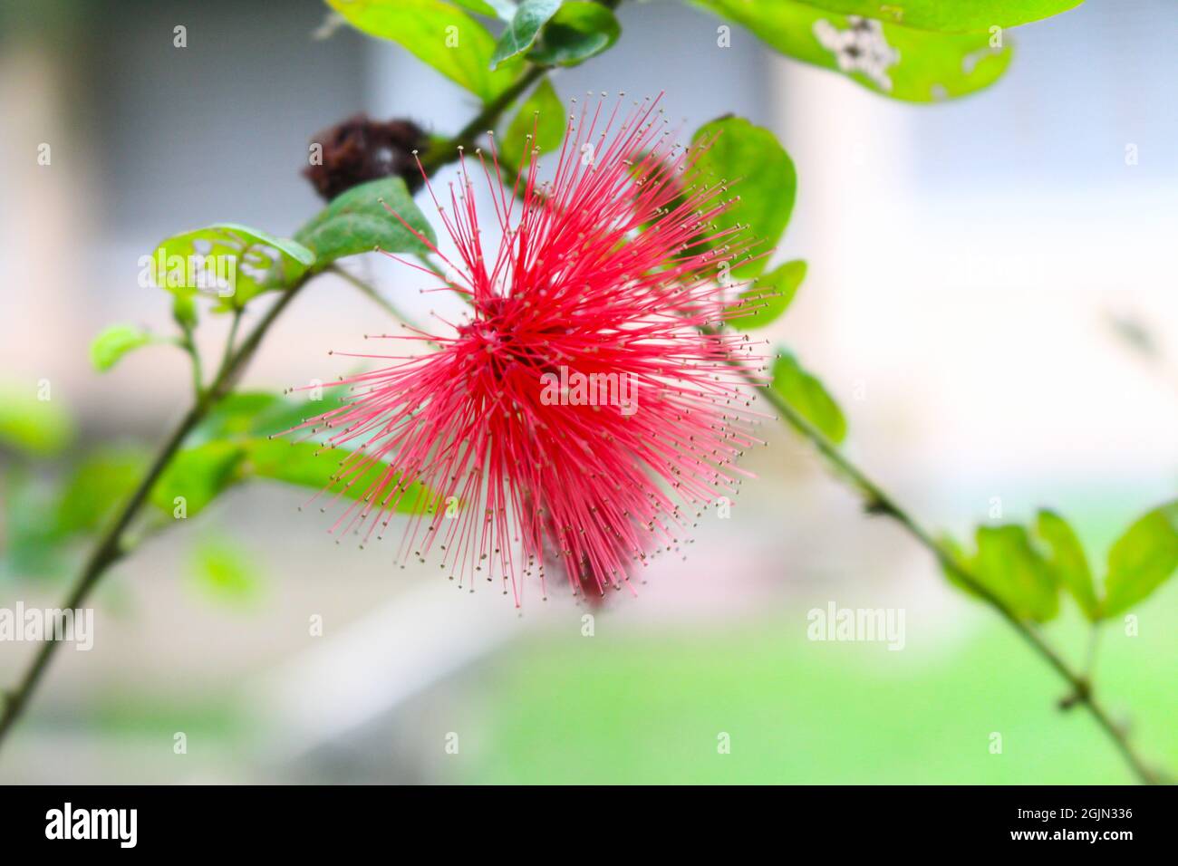 Calliandra flowers hi-res stock photography and images - Alamy