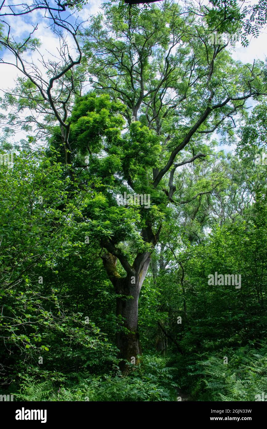 Ash tree in leaf hi-res stock photography and images - Alamy