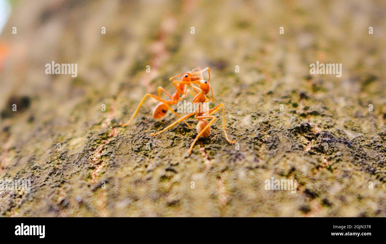 two red ants are kissing on a tree - a romantic scene Stock Photo - Alamy