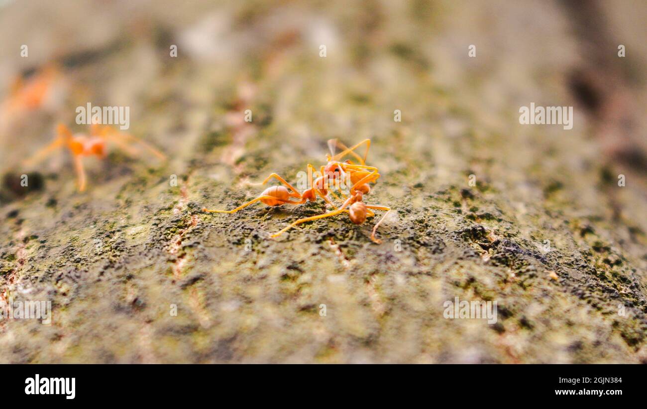 two red ants are kissing on a tree - a romantic scene Stock Photo - Alamy