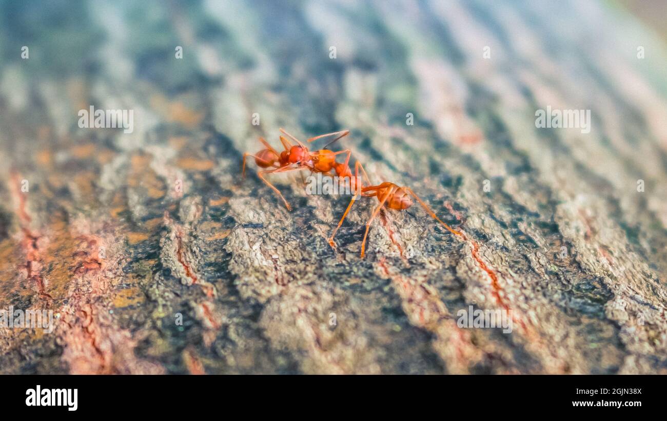 Ants kissing hi-res stock photography and images - Alamy
