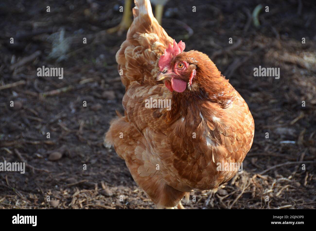 Hen on a farm hi-res stock photography and images - Alamy