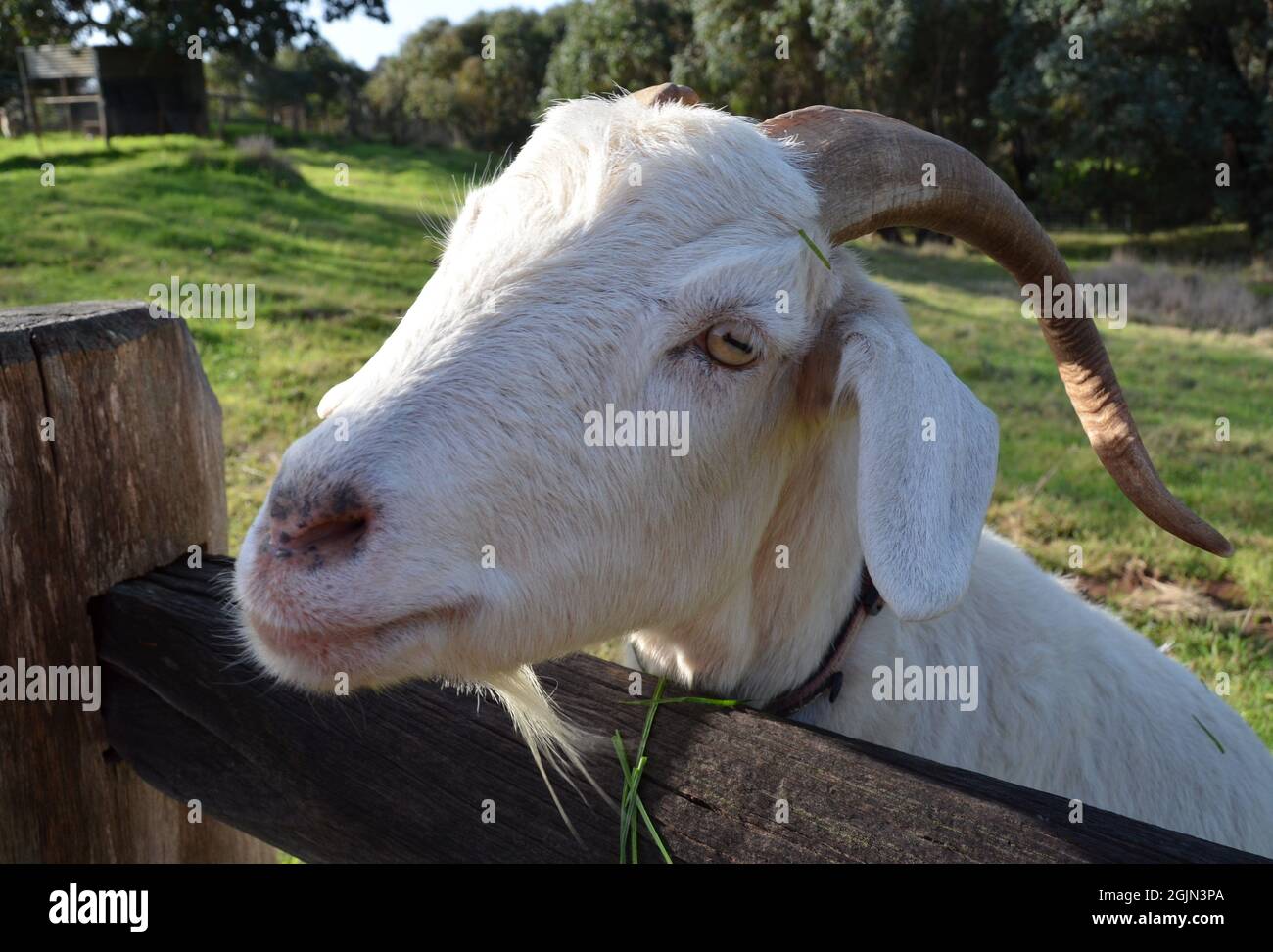 Goat farming australia High Resolution Stock Photography and Images - Alamy