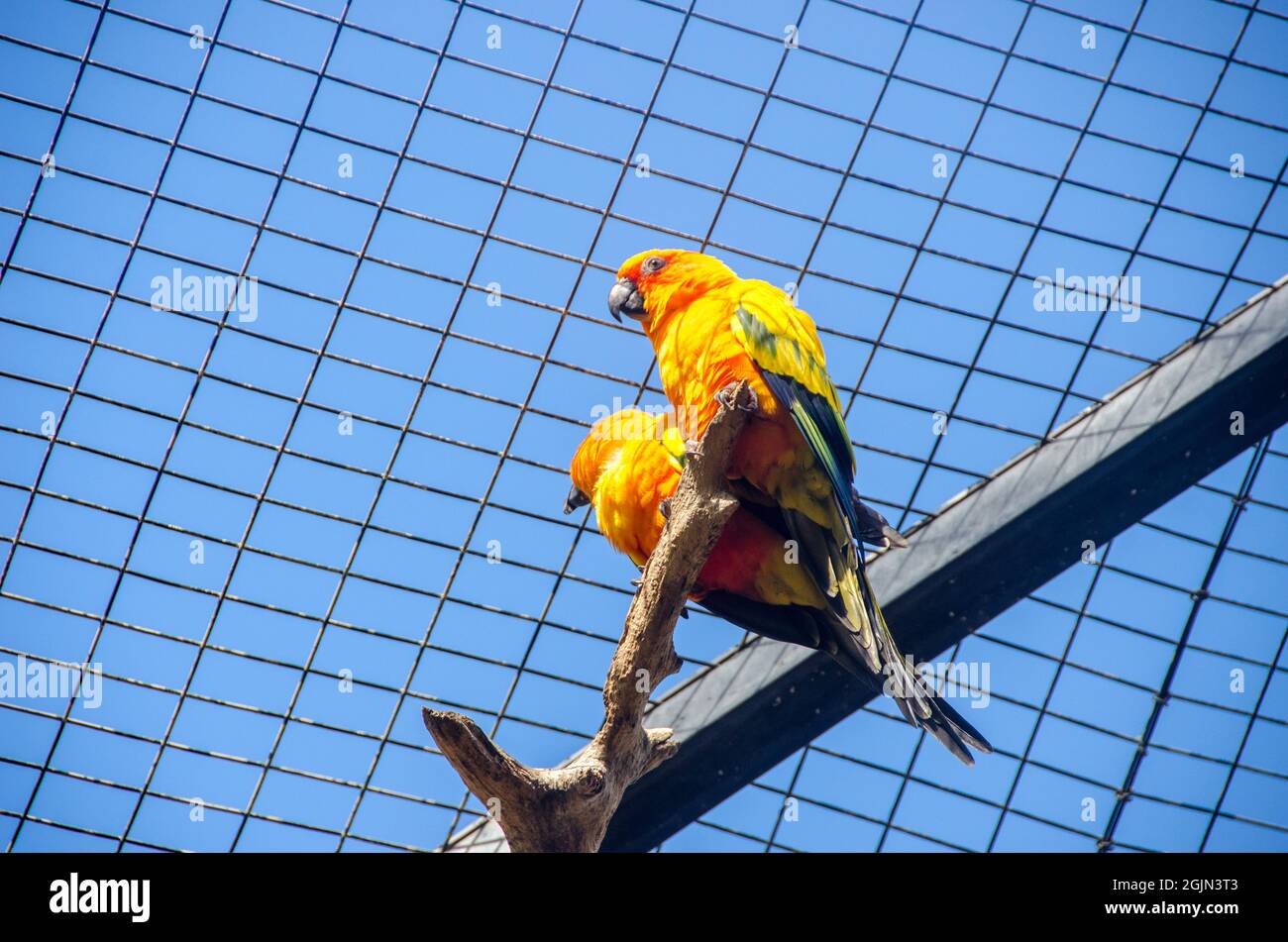 Atlantic canaries hi-res stock photography and images - Alamy