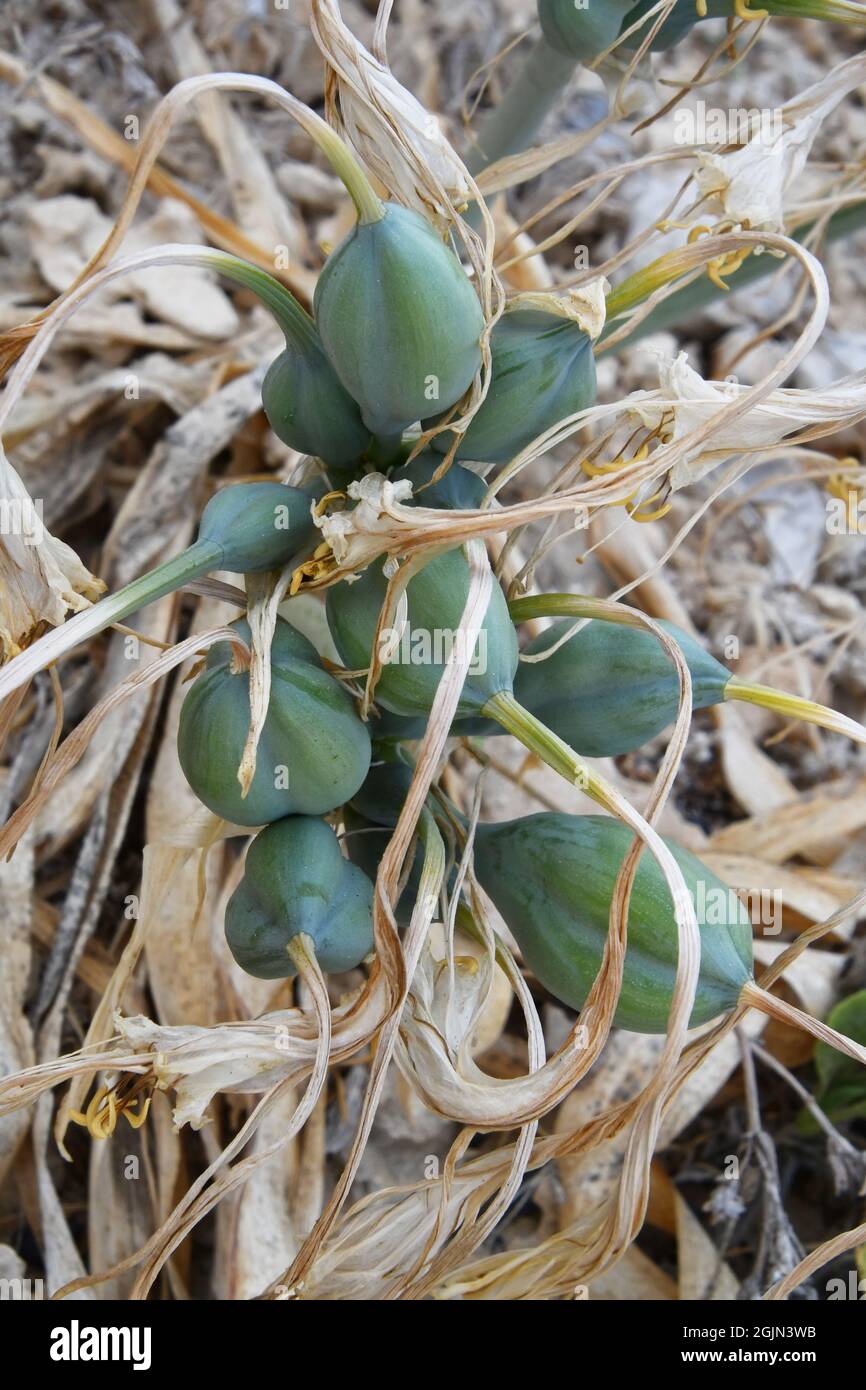Pancratium maritimum, sea daffodil fruits and seeds Stock Photo - Alamy