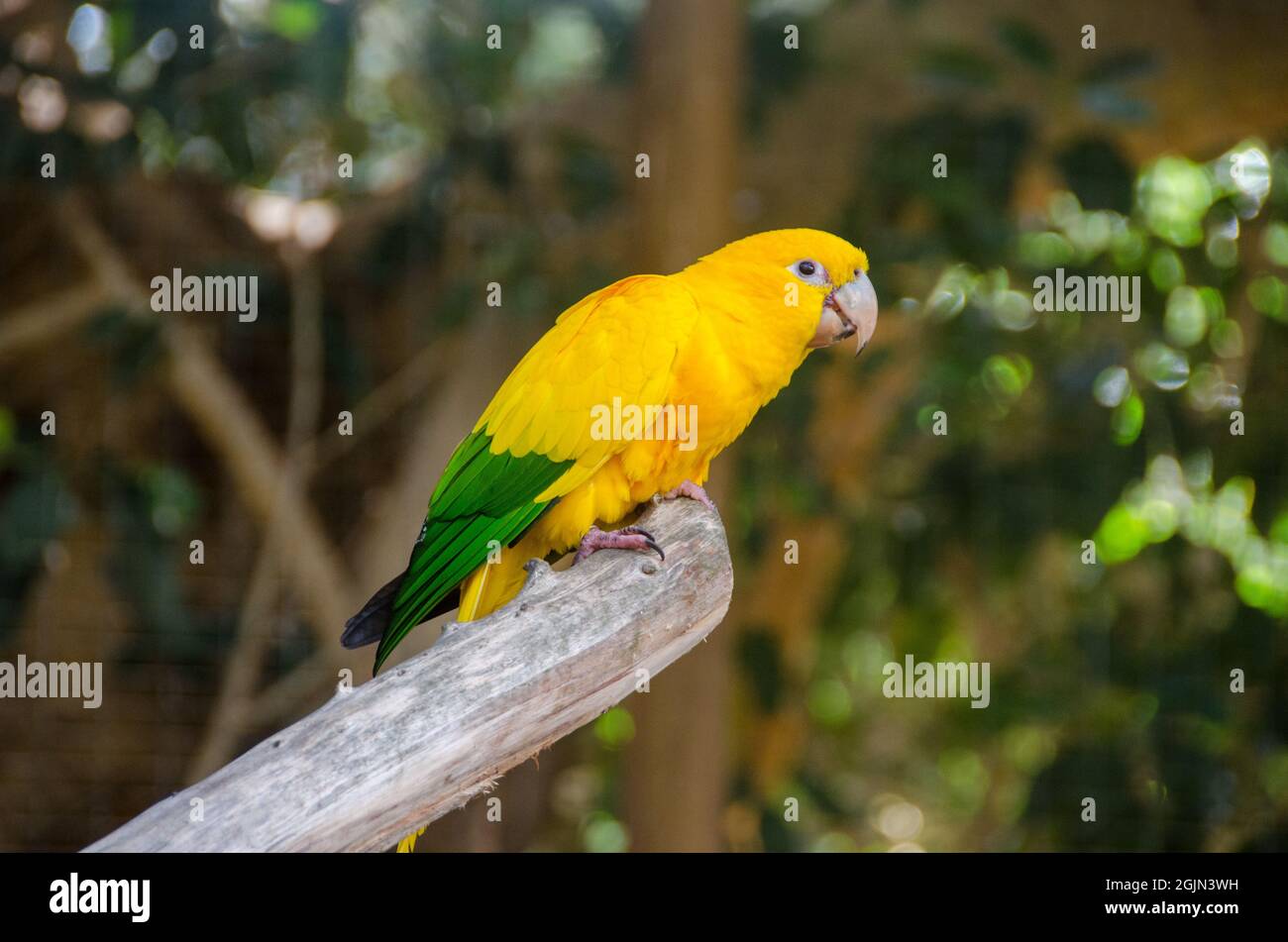 Gran Canaries in the Canary Islands Stock Photo - Alamy