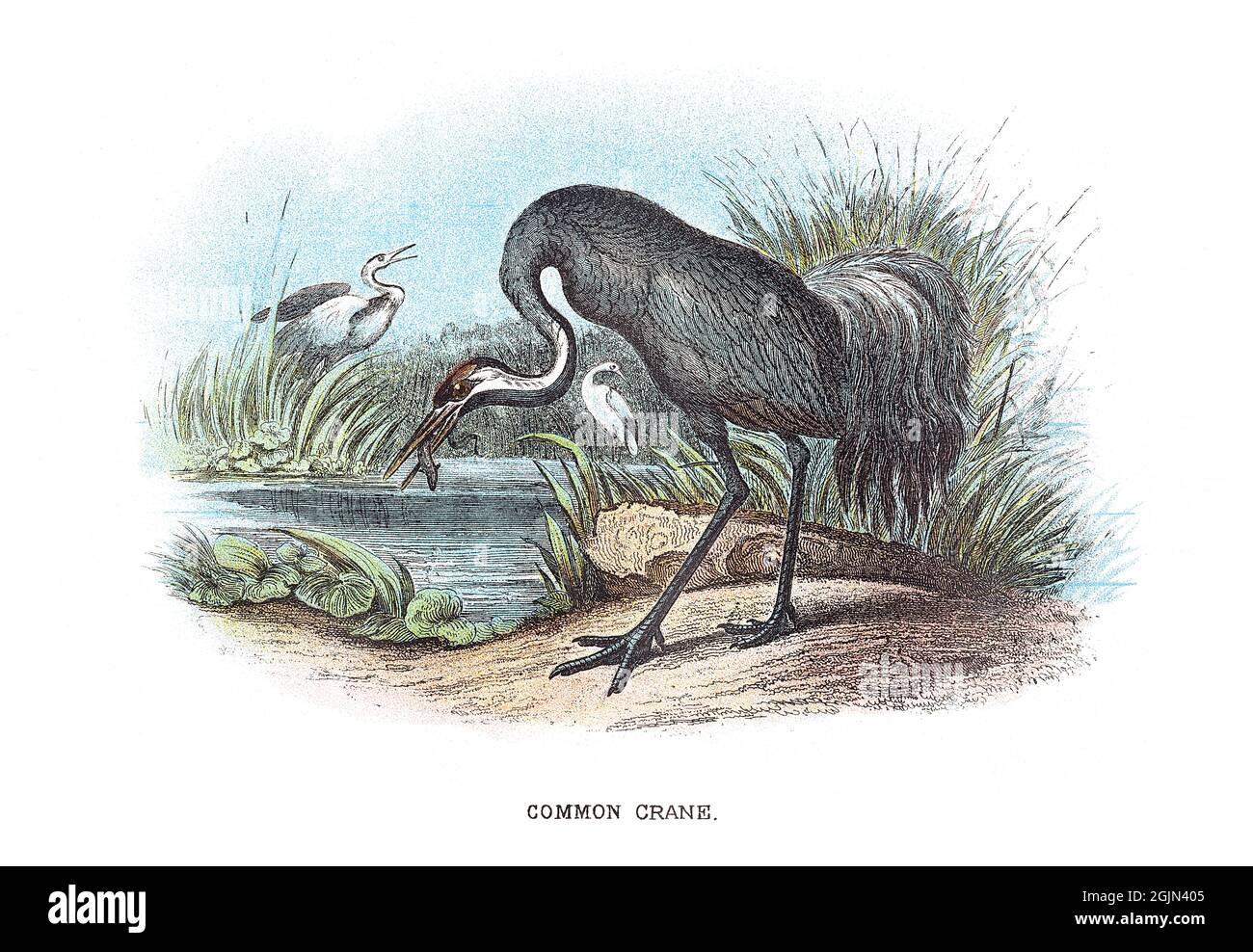 The common crane, Grus grus, also known as the Eurasian crane, is a ...