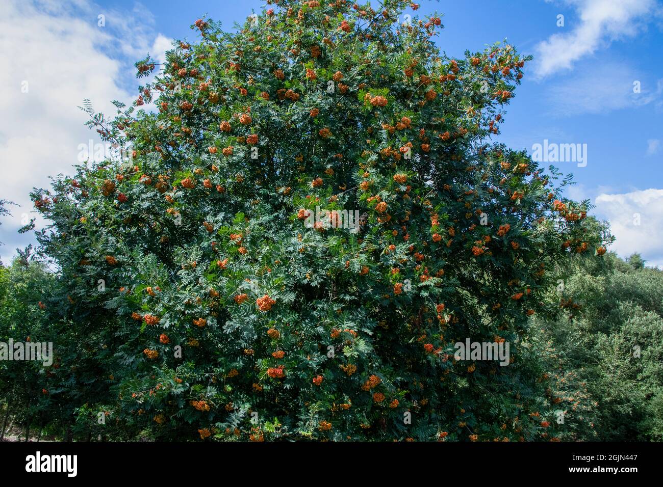 Full green tree hi-res stock photography and images - Alamy