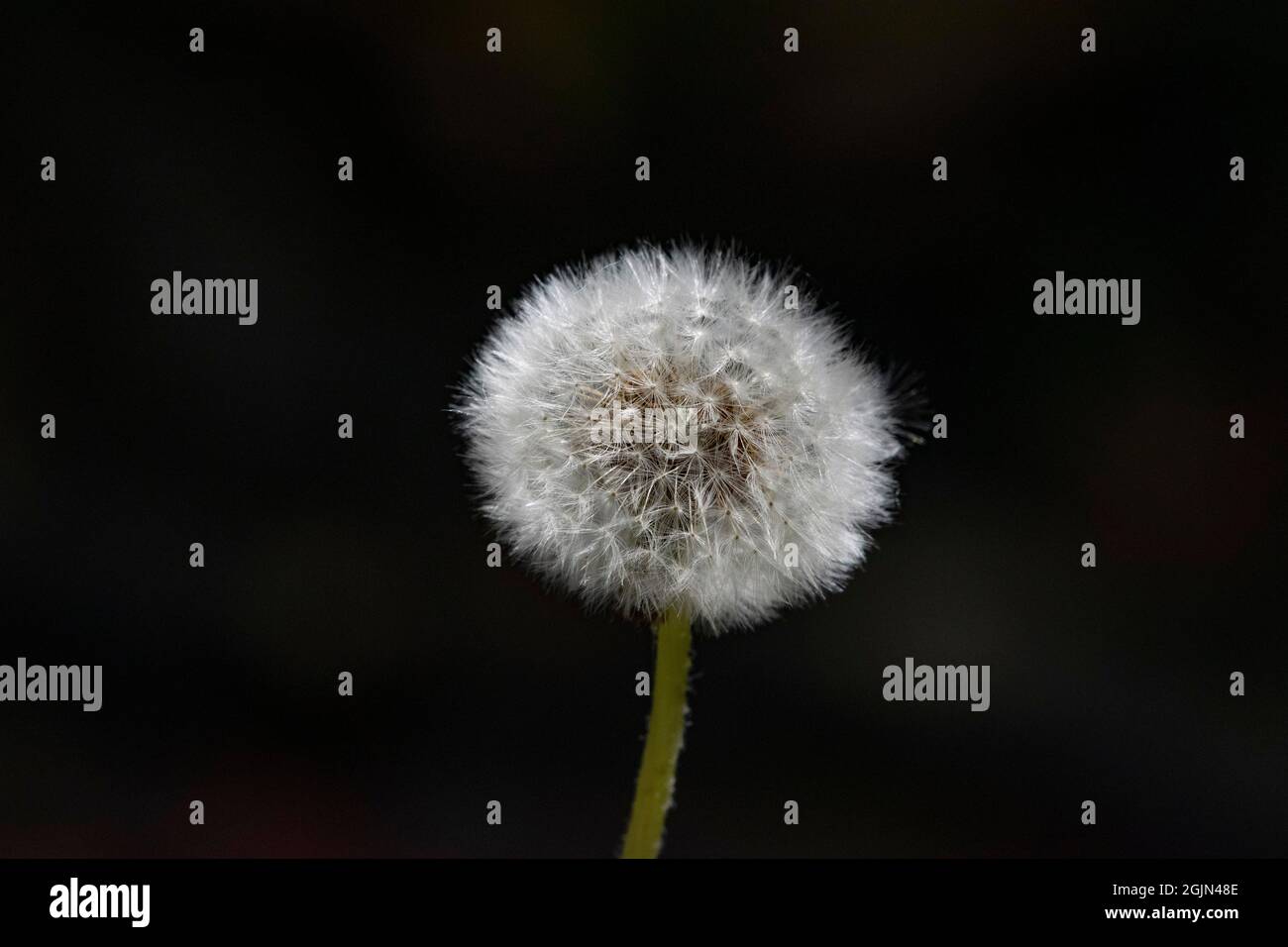 Dandelion for wishing Stock Photo - Alamy