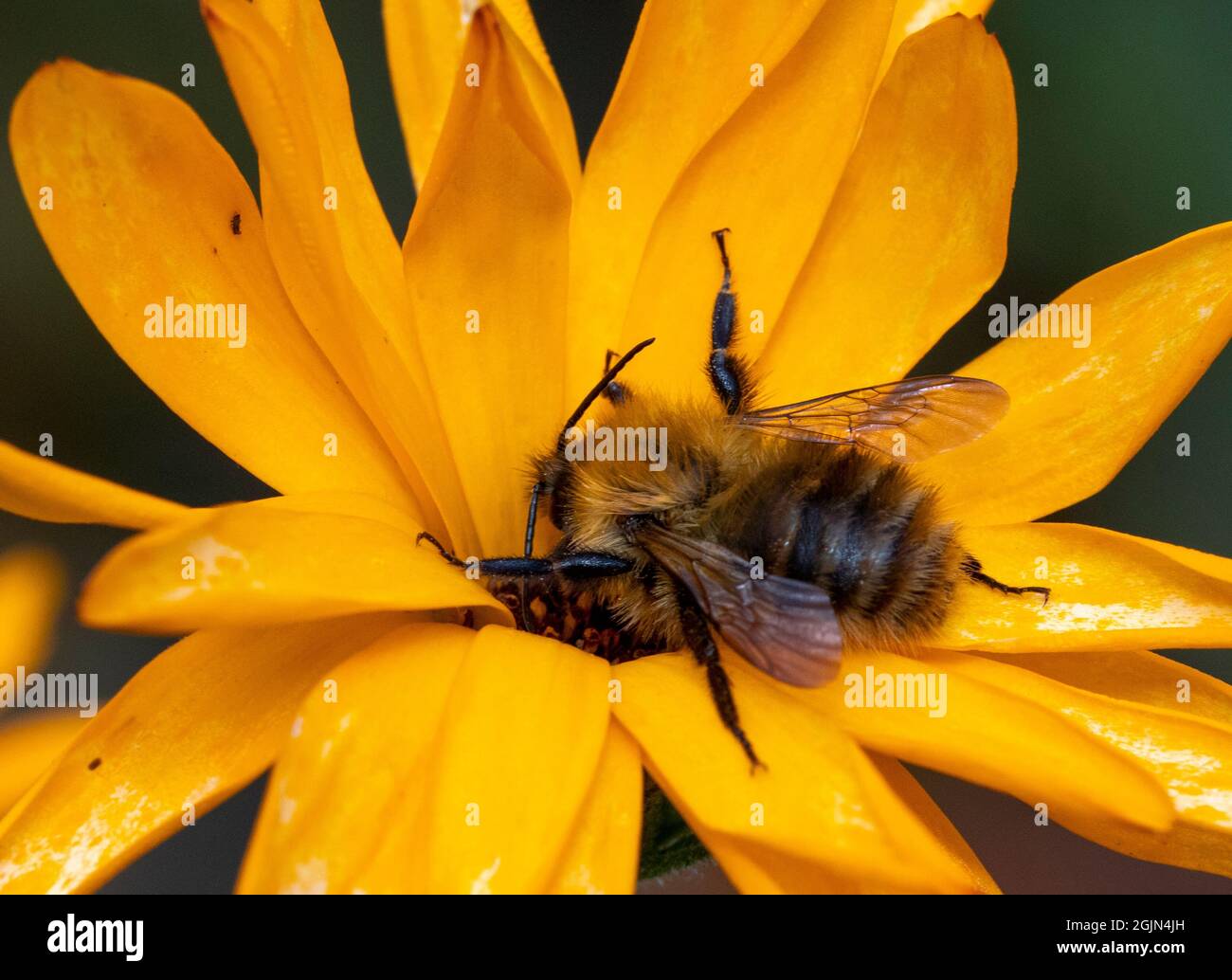 Insect ginger hi-res stock photography and images - Alamy