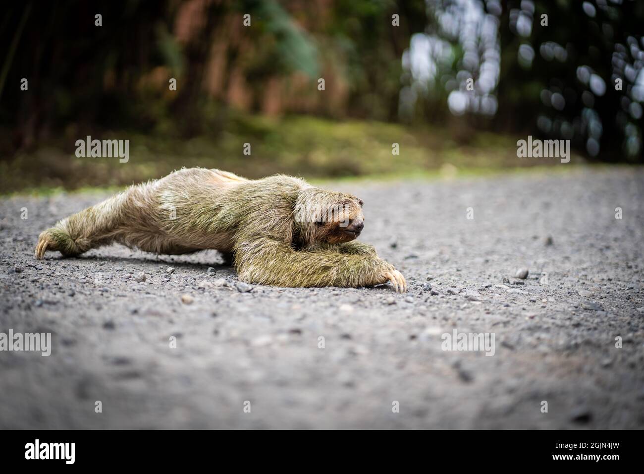 Sloth Walking Across The Road