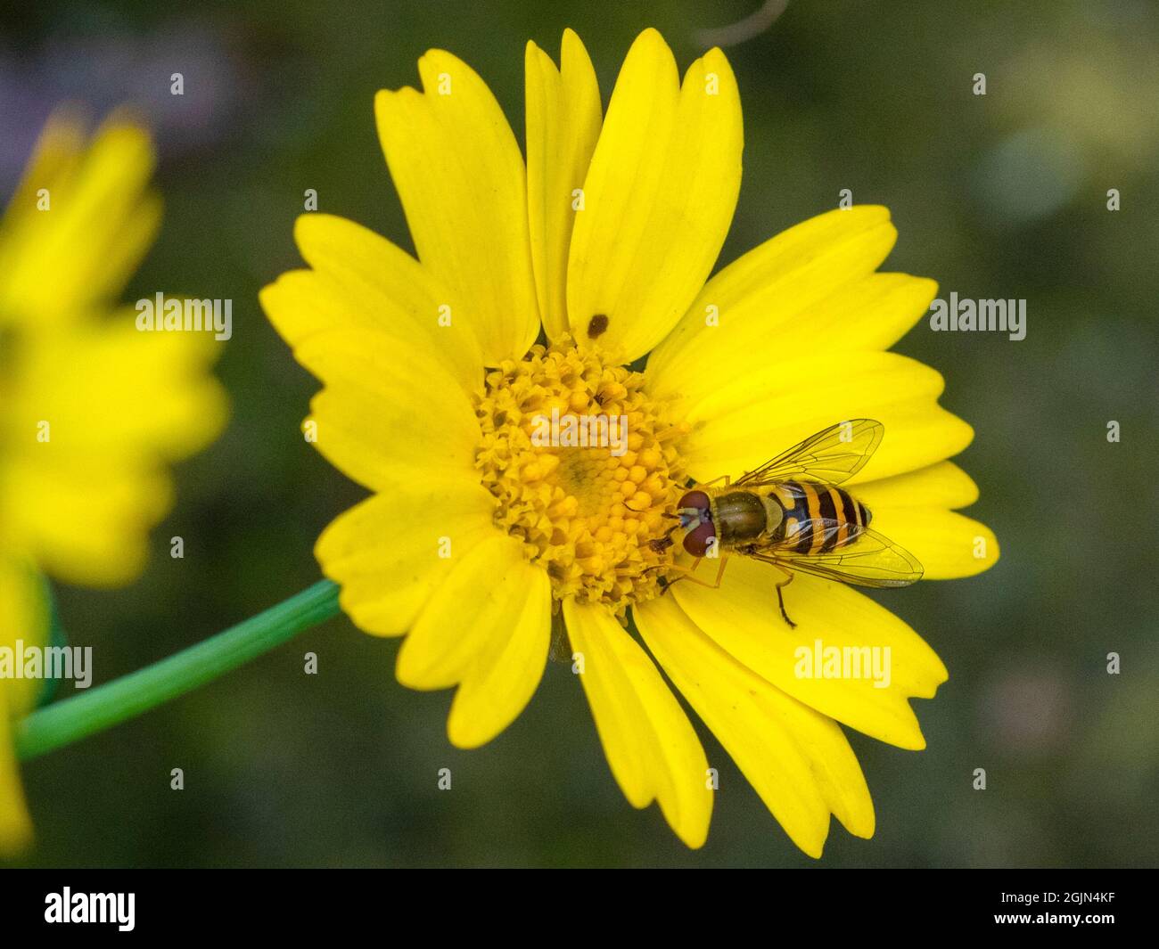 Hoverfly species syrphus species hi-res stock photography and images ...
