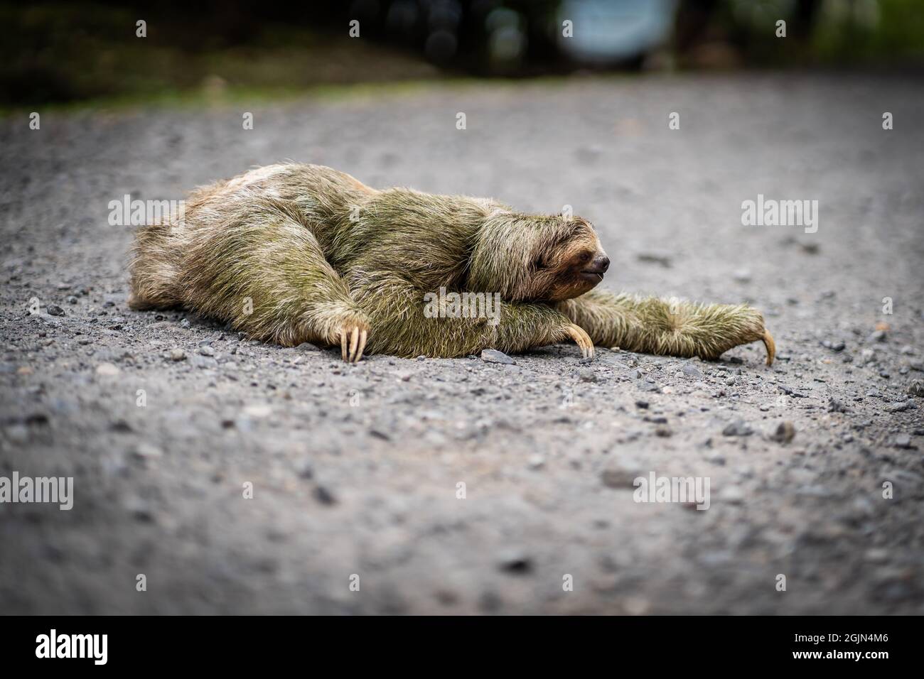 Sloth crossing a road hi-res stock photography and images - Alamy