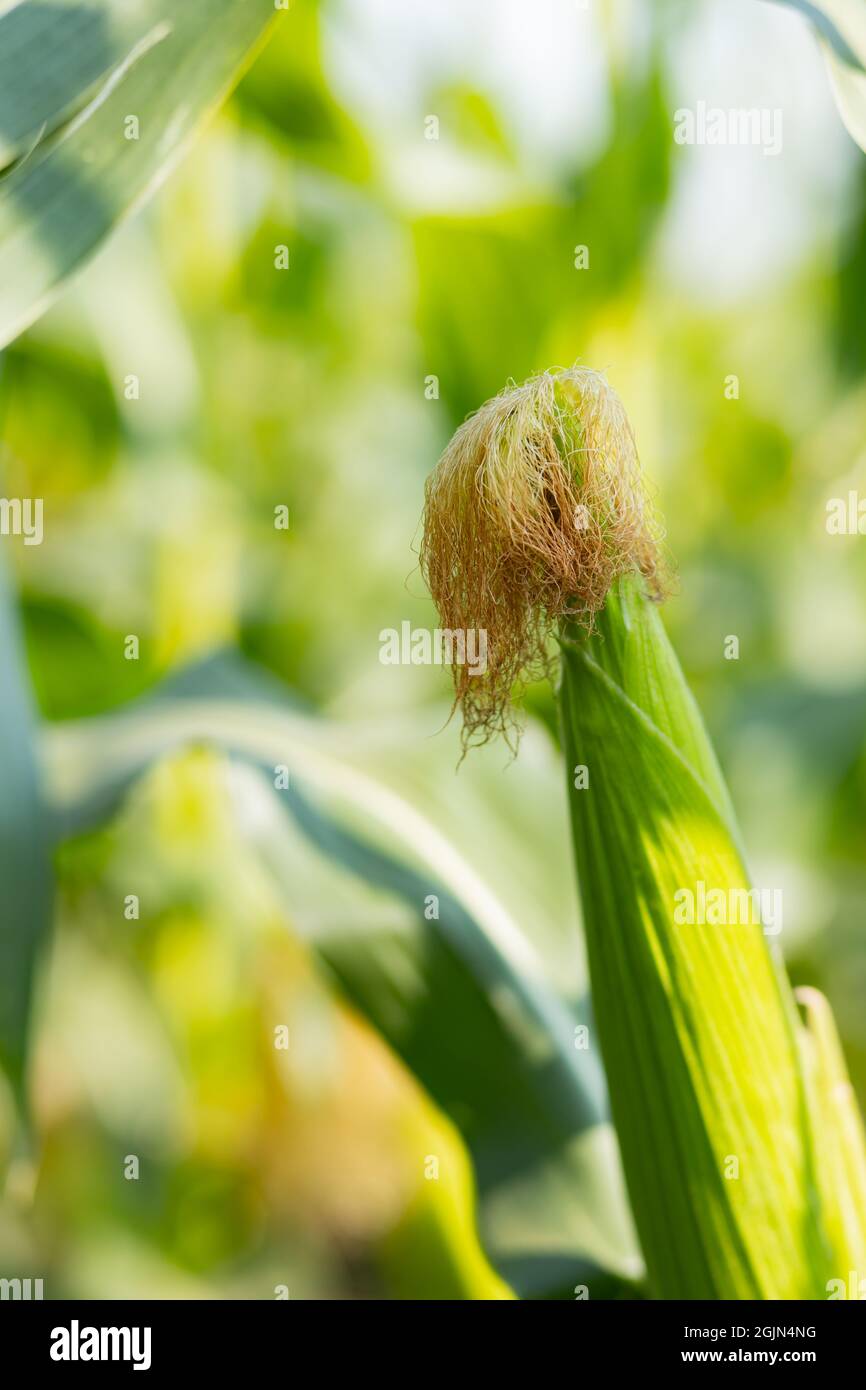 Corn cob with green leaves growth in agriculture field. Ripe corn cobs ...