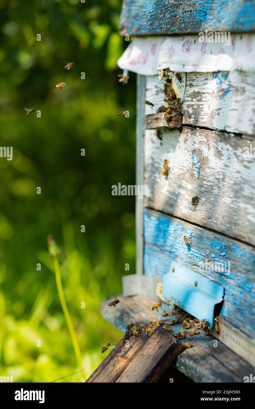 Bees fly into the hive entrance. Bees flying around beehive. Beekeeping ...