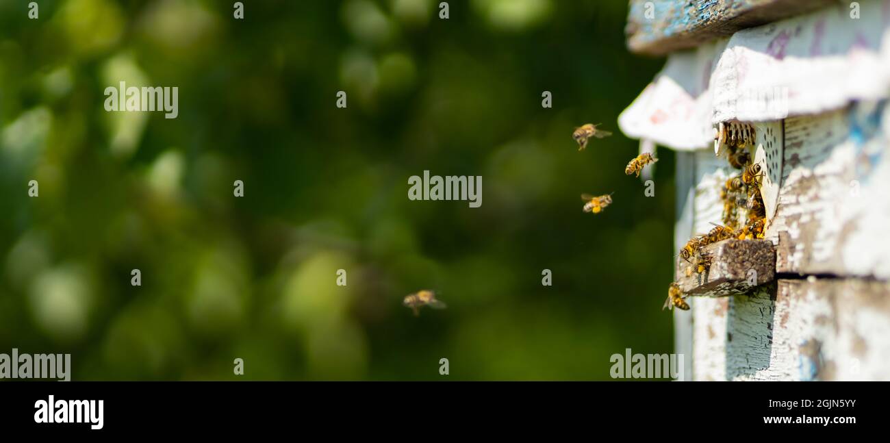 Bees flying around beehive. Honey bees swarming and flying around their ...