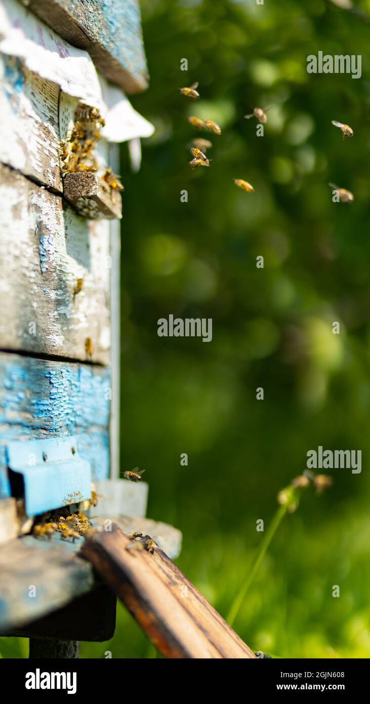 Bees flying around beehive. Honey bees swarming and flying around their ...