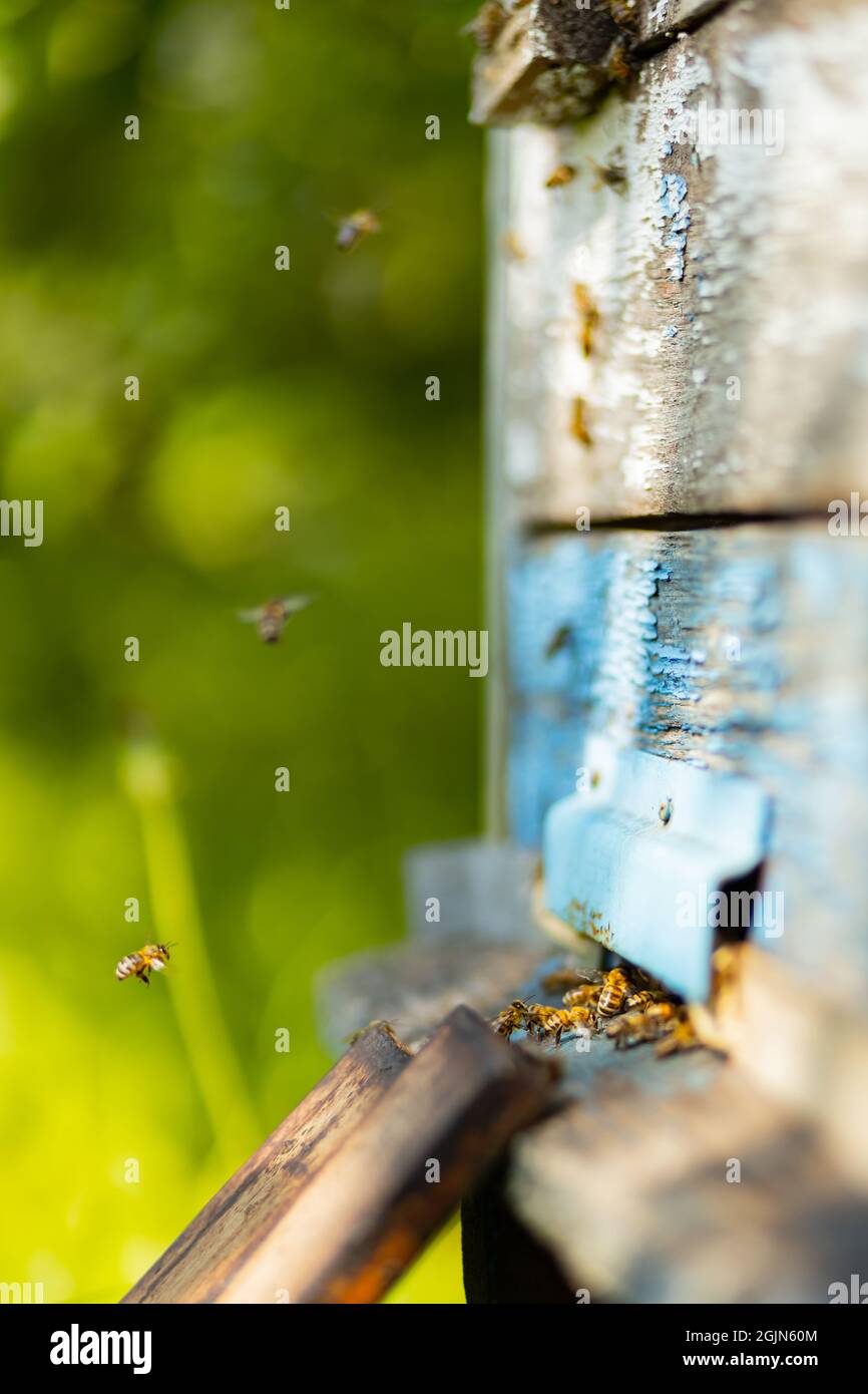 Bees flying around beehive. Honey bees swarming and flying around their ...