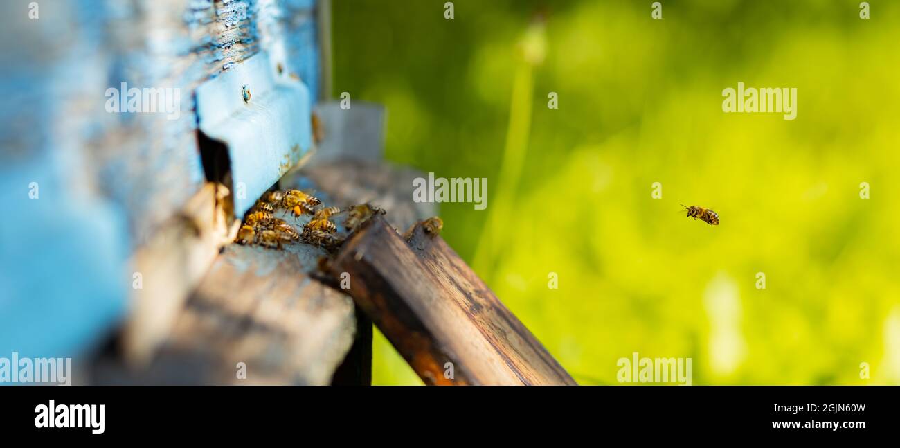 Bees flying around beehive. Honey bees swarming and flying around their ...