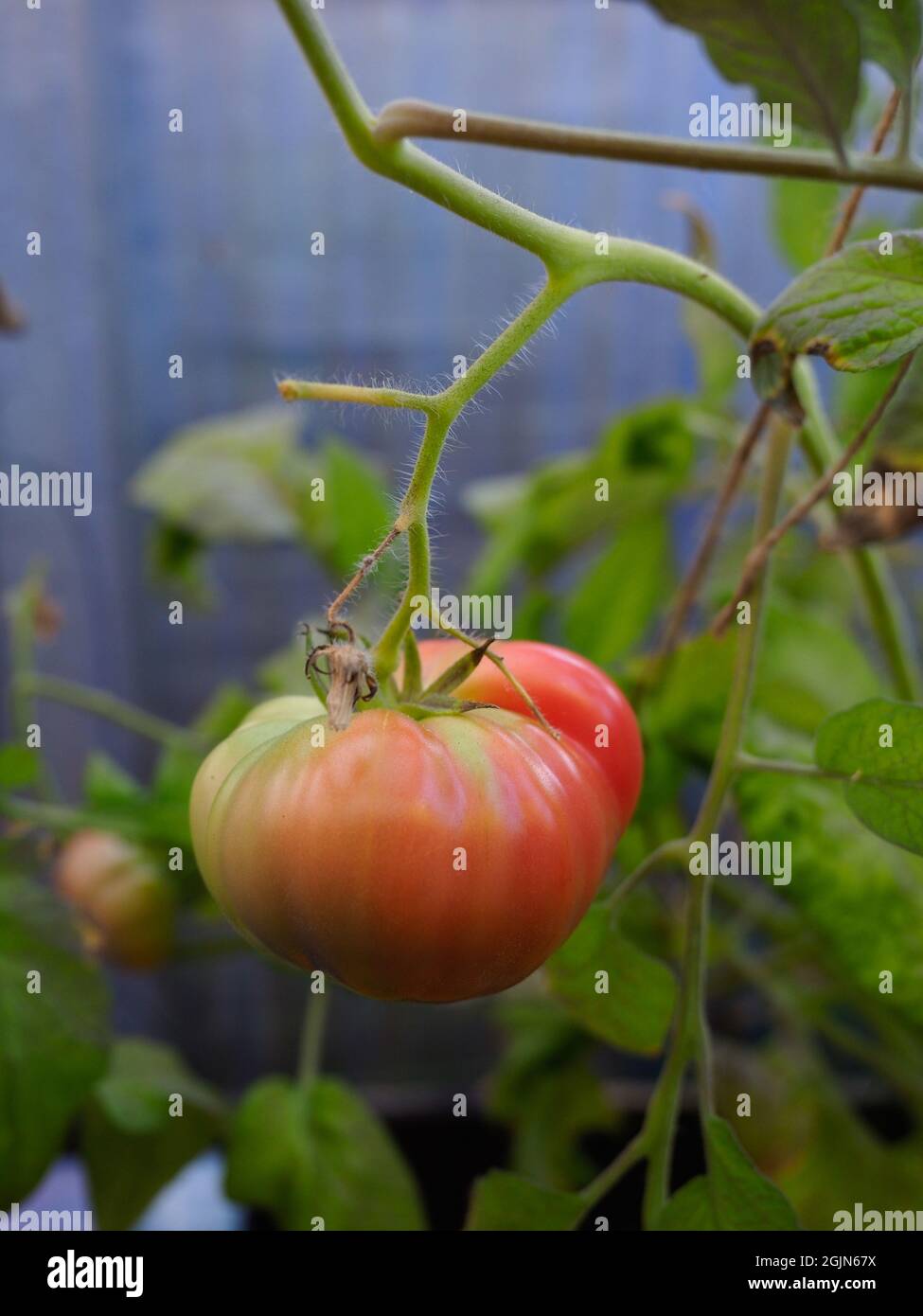 A large heritage beefsteak tomato shown in a semi ripe state Stock ...