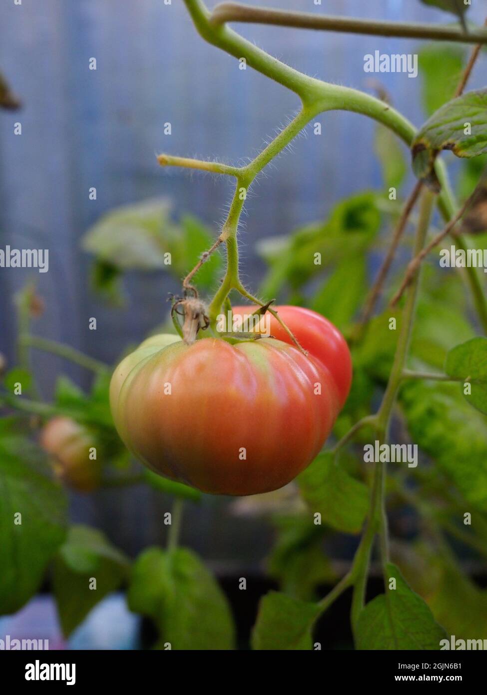 A large heritage beefsteak tomato shown in a semi ripe state Stock ...