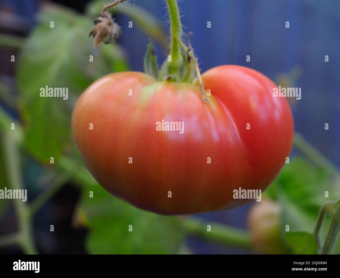A large heritage beefsteak tomato shown in a semi ripe state Stock ...
