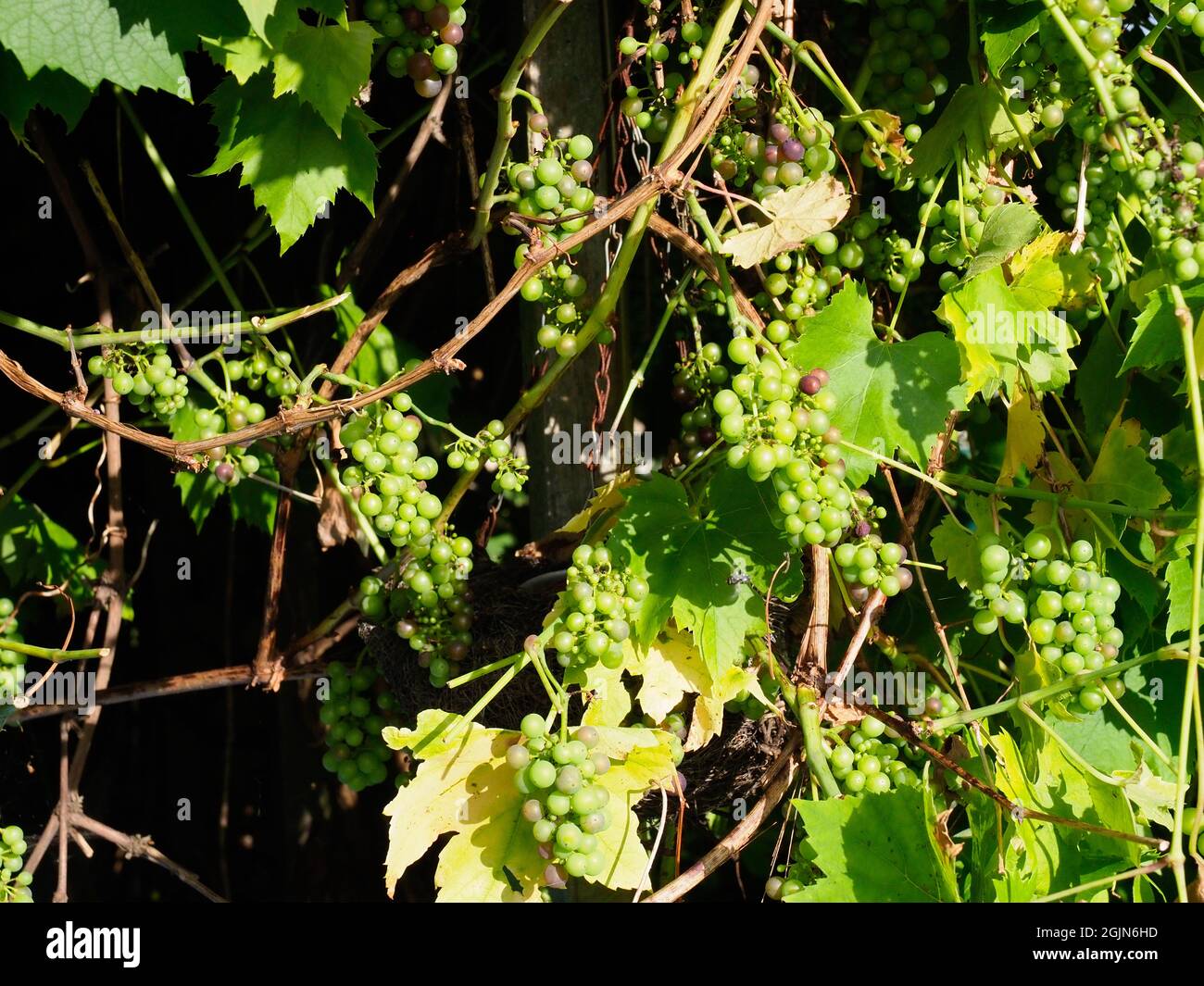 Some small grapes in bunches ripening on the vine Stock Photo - Alamy