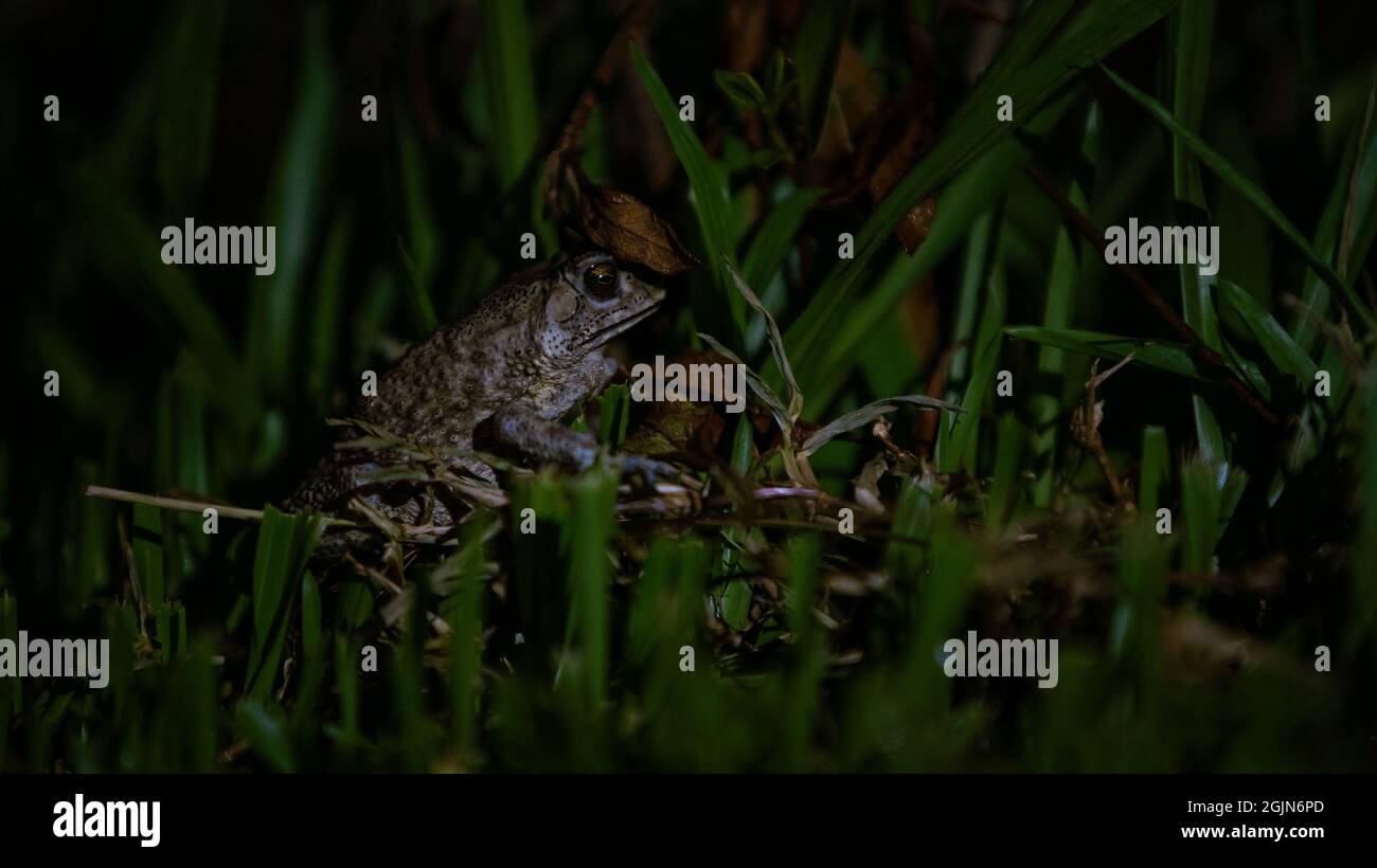 Closeup of adult frog rest on the grass at mountain forest of Taiwan ...