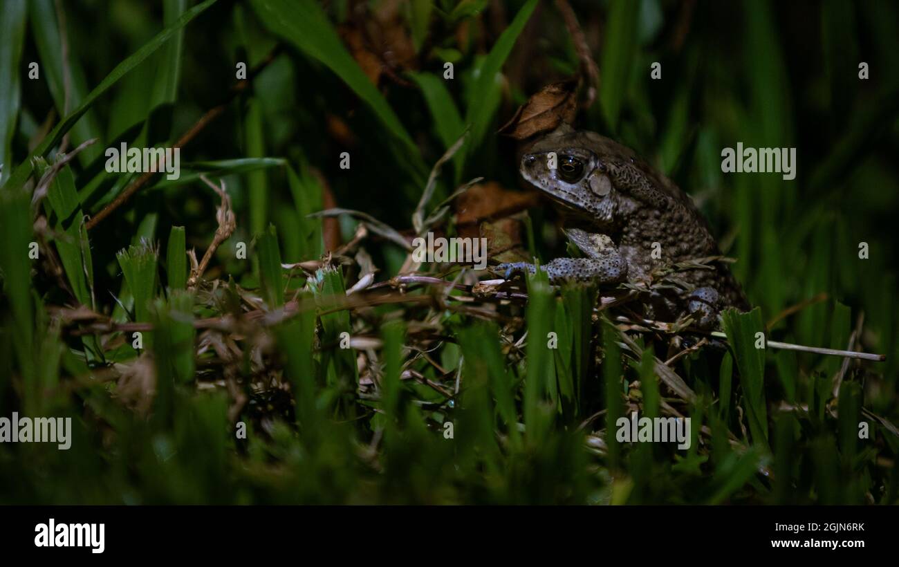 Closeup of adult frog rest on the grass at mountain forest of Taiwan ...