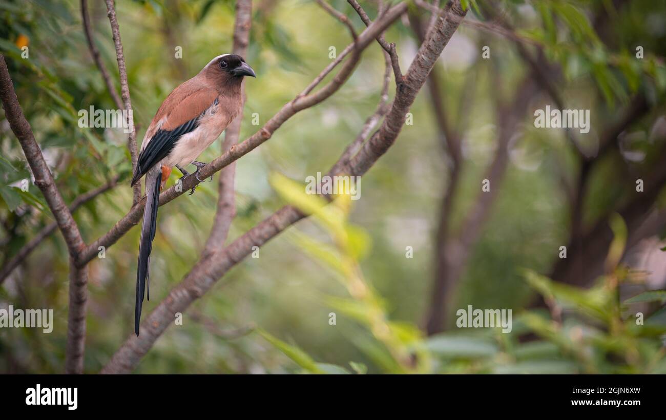 A Grey Treepie, also known as the Himalayan treepie, resting and ...