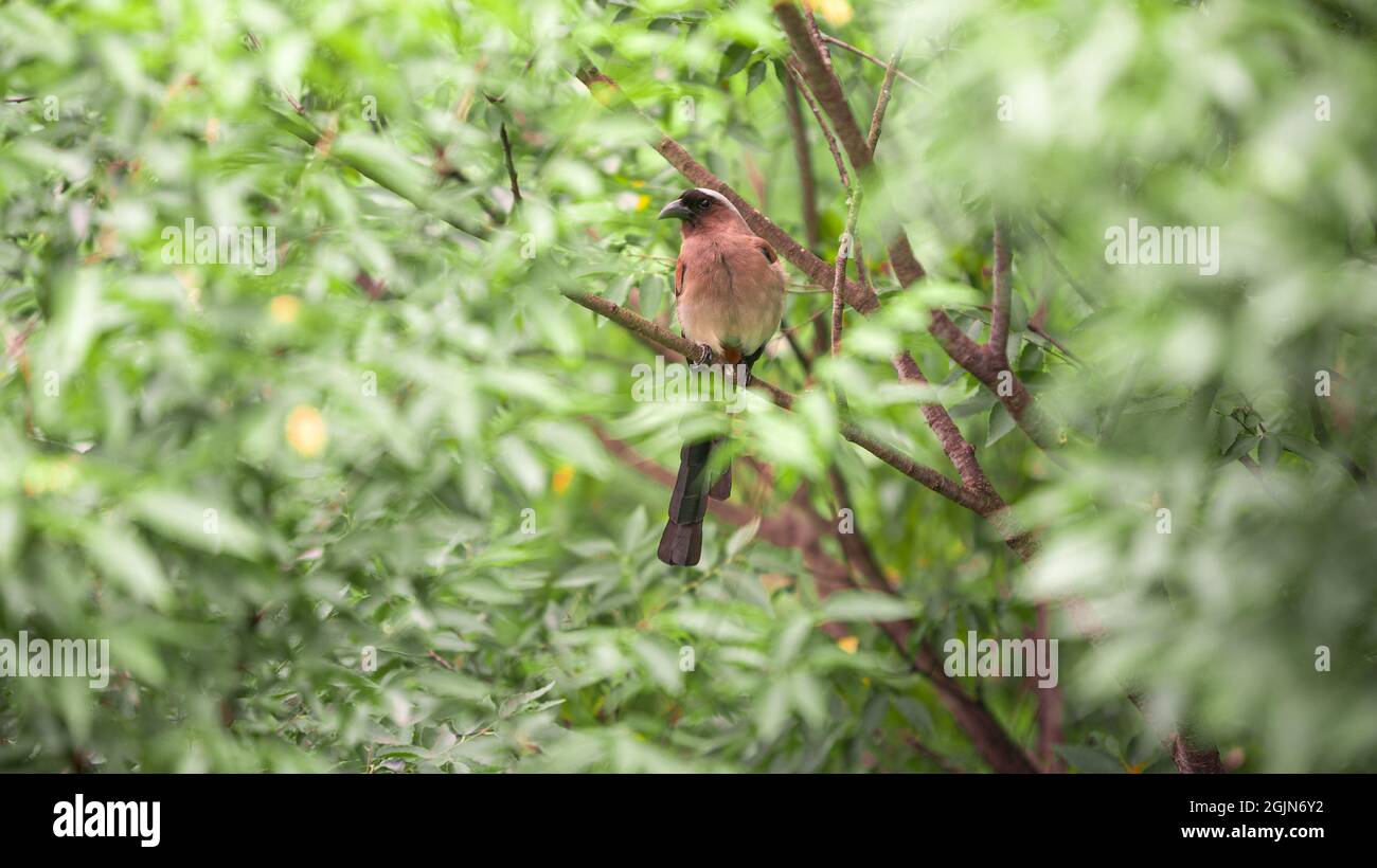 A Grey Treepie, also known as the Himalayan treepie, resting and ...