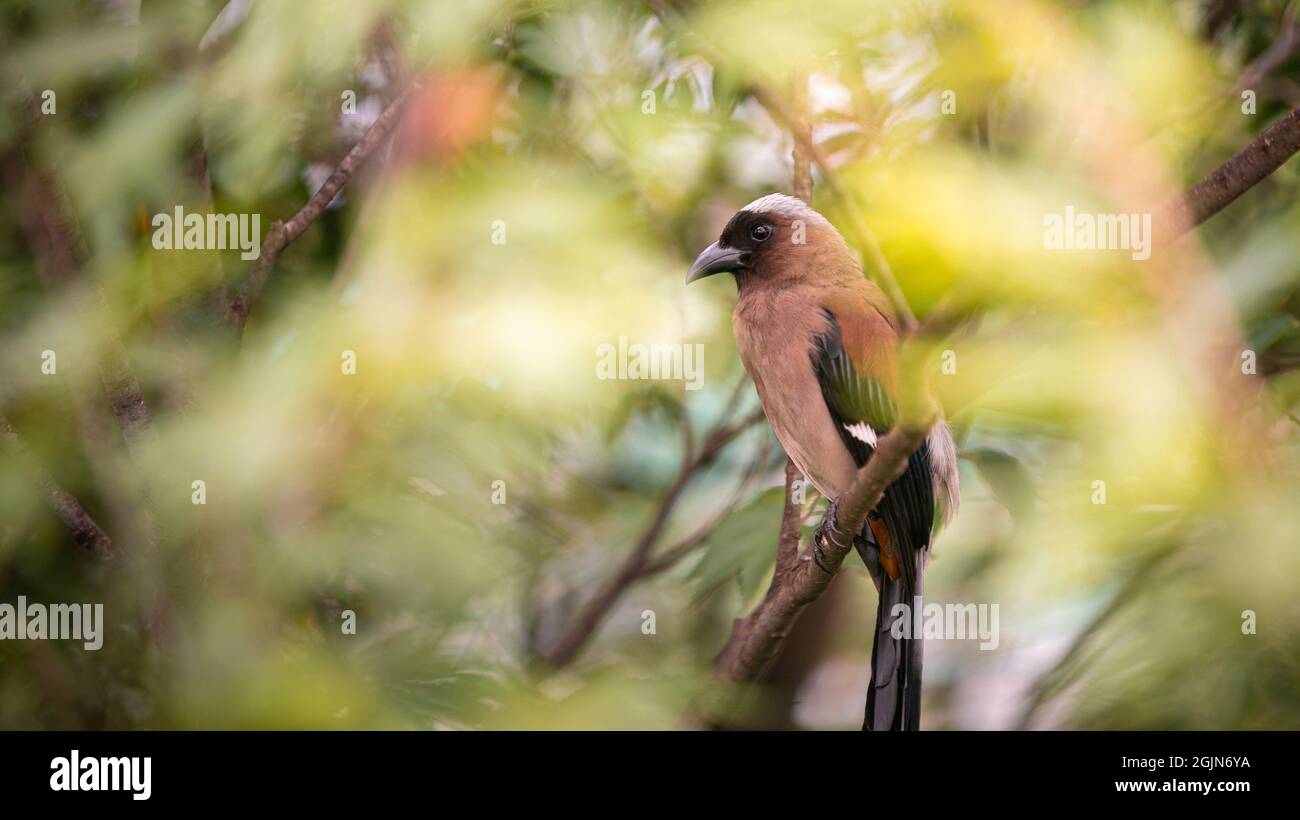 A Grey Treepie, also known as the Himalayan treepie, resting and ...