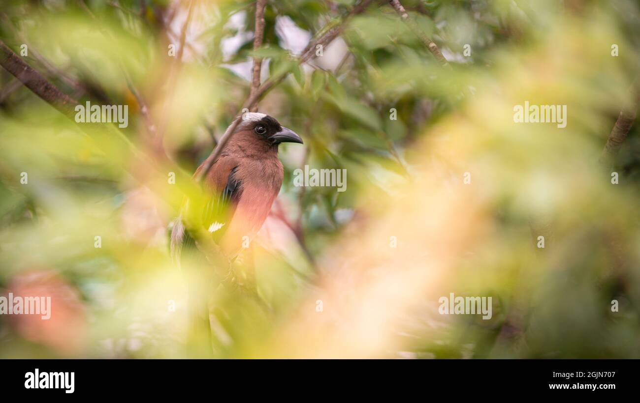 A Grey Treepie, also known as the Himalayan treepie, resting and ...