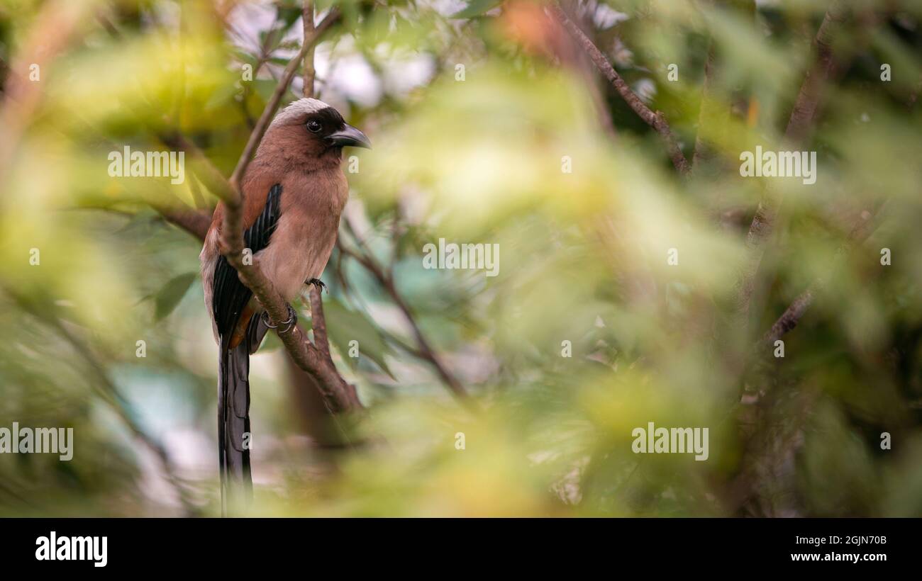 A Grey Treepie, also known as the Himalayan treepie, resting and ...