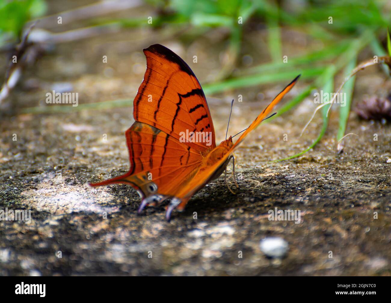 Flock of Mud-puddling orange butterflies on the ground Stock Photo - Alamy