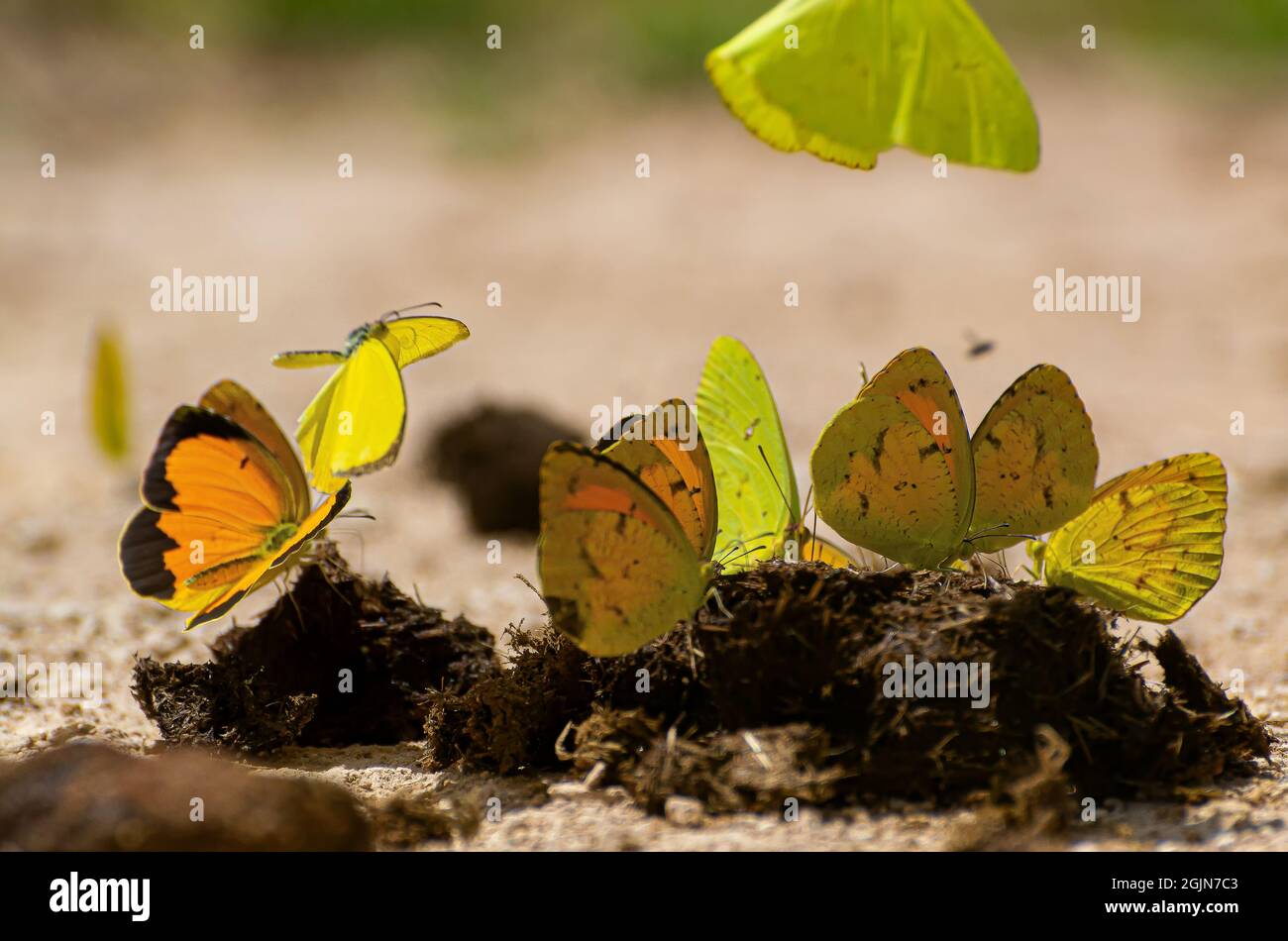 Flock of Mud-puddling yellow butterflies on the ground Stock Photo - Alamy