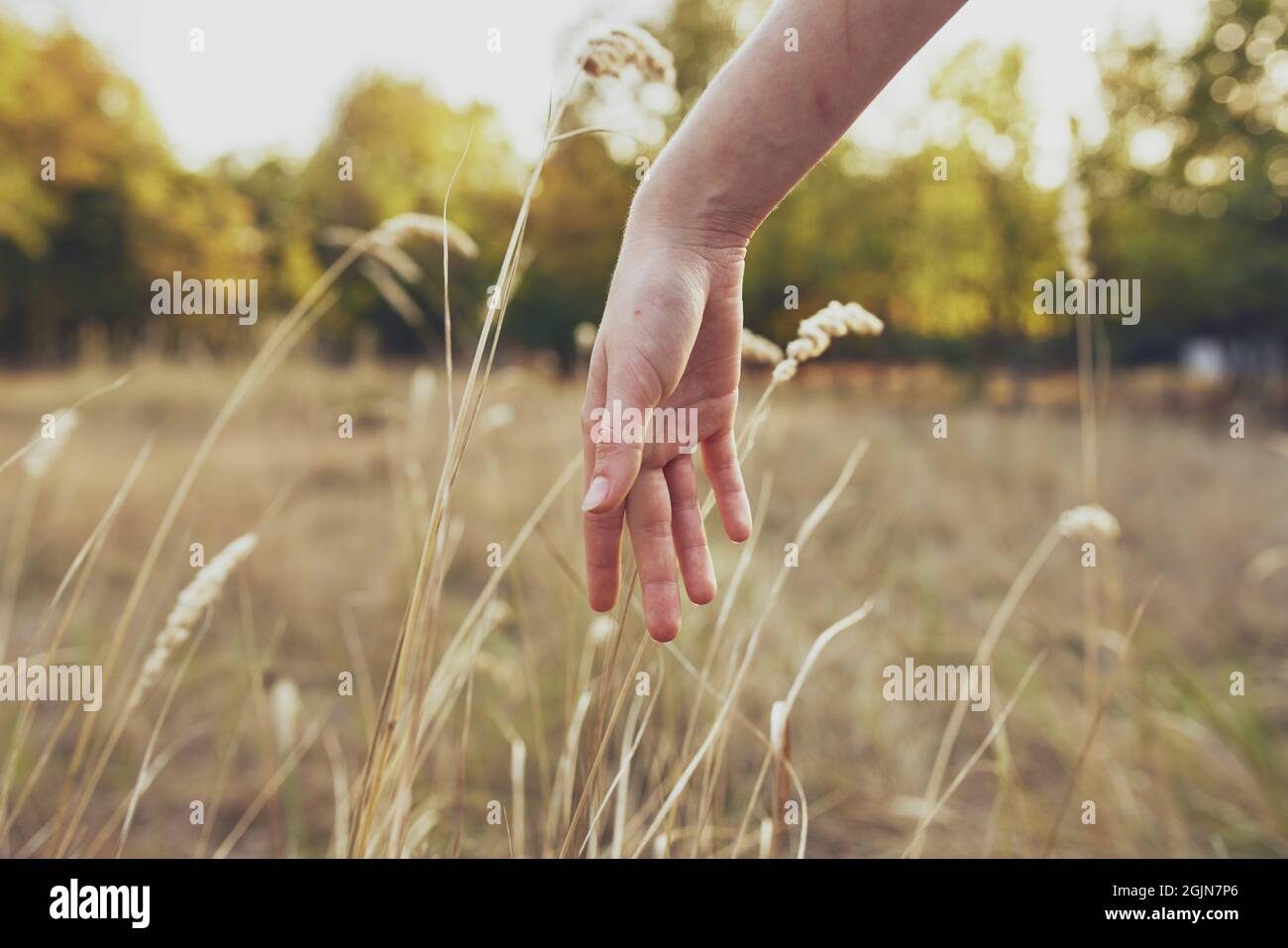 field plant female hand freedom lifestyle Stock Photo - Alamy